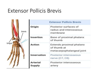 Extensor compartment of the hand..tesf.pptx