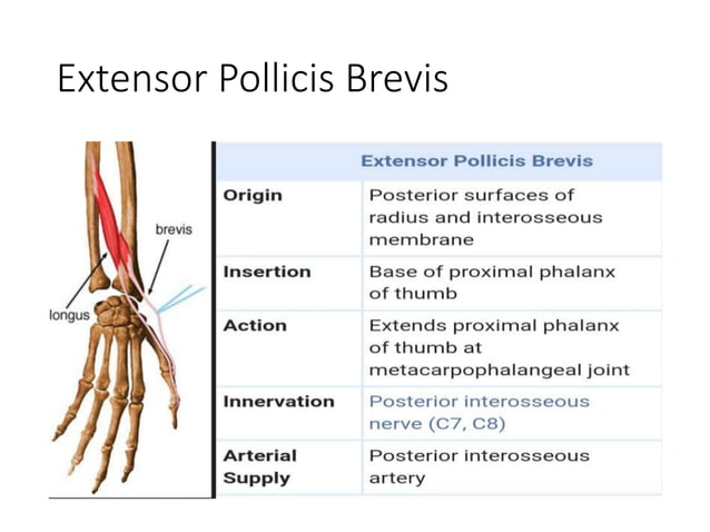 Extensor compartment of the hand..tesf.pptx