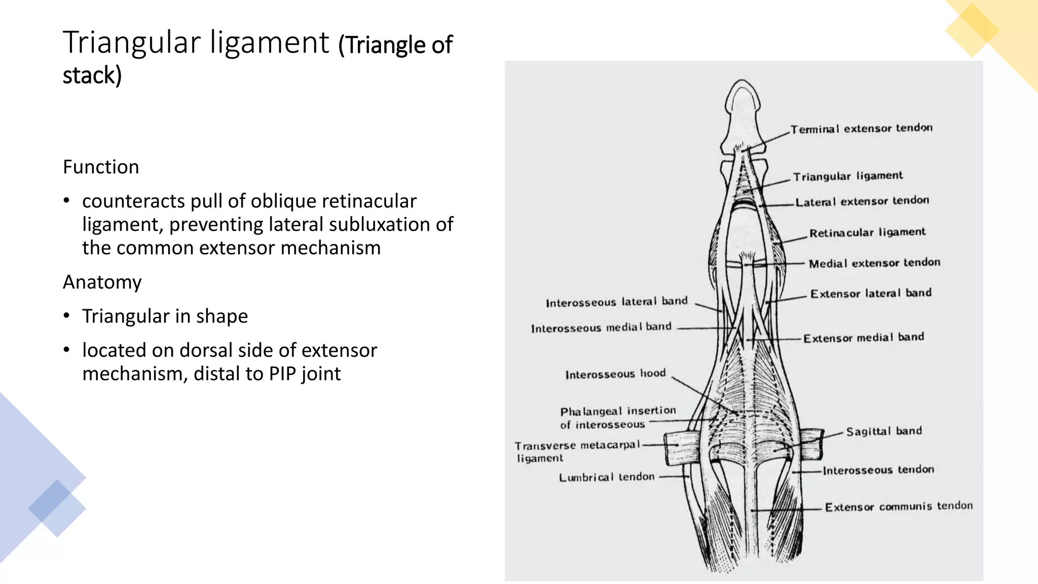 EXTENSOR EXPANSION PPT BY DR. SHUBHANSHU GAURAV.pptx
