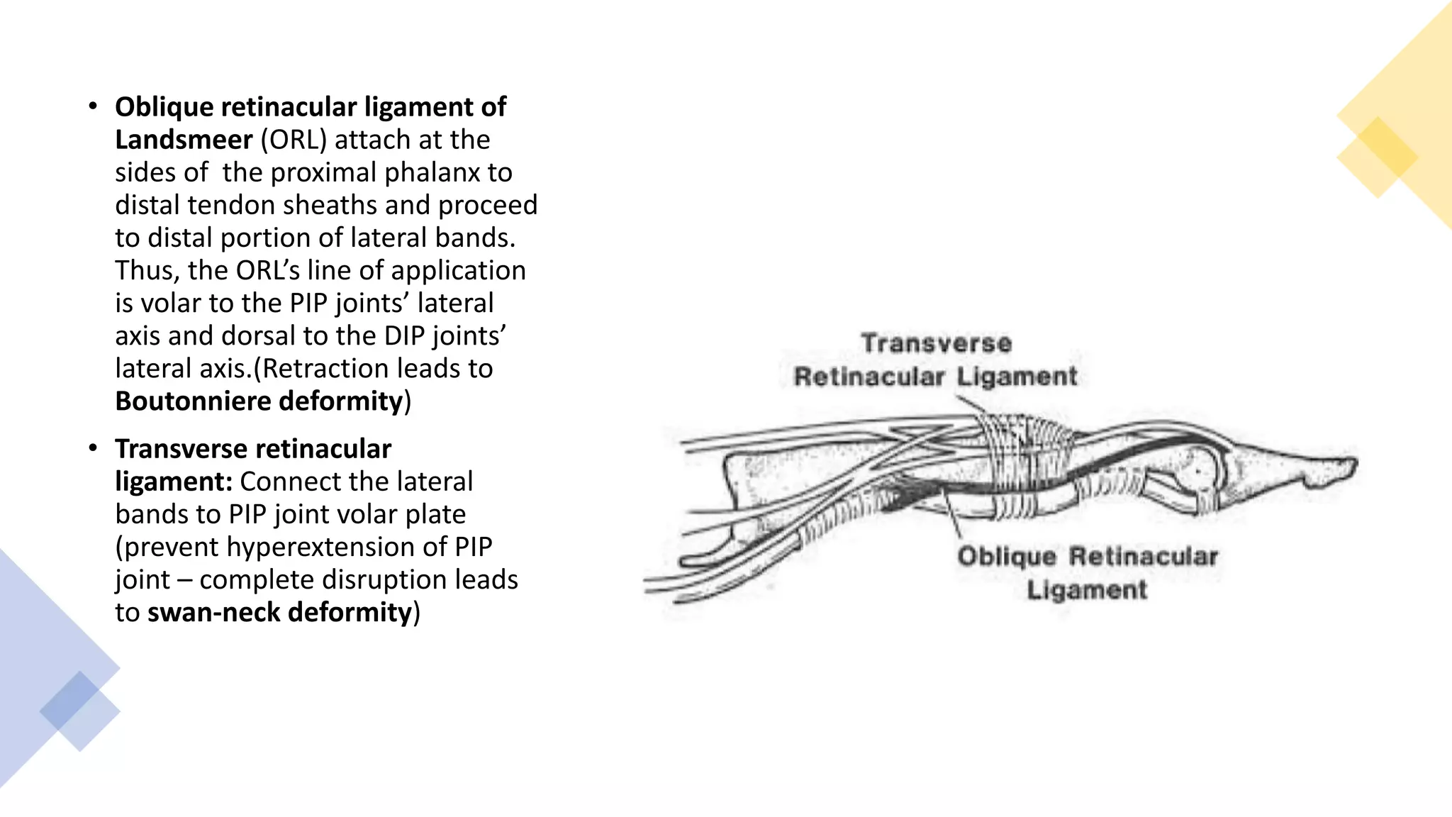 EXTENSOR EXPANSION PPT BY DR. SHUBHANSHU GAURAV.pptx