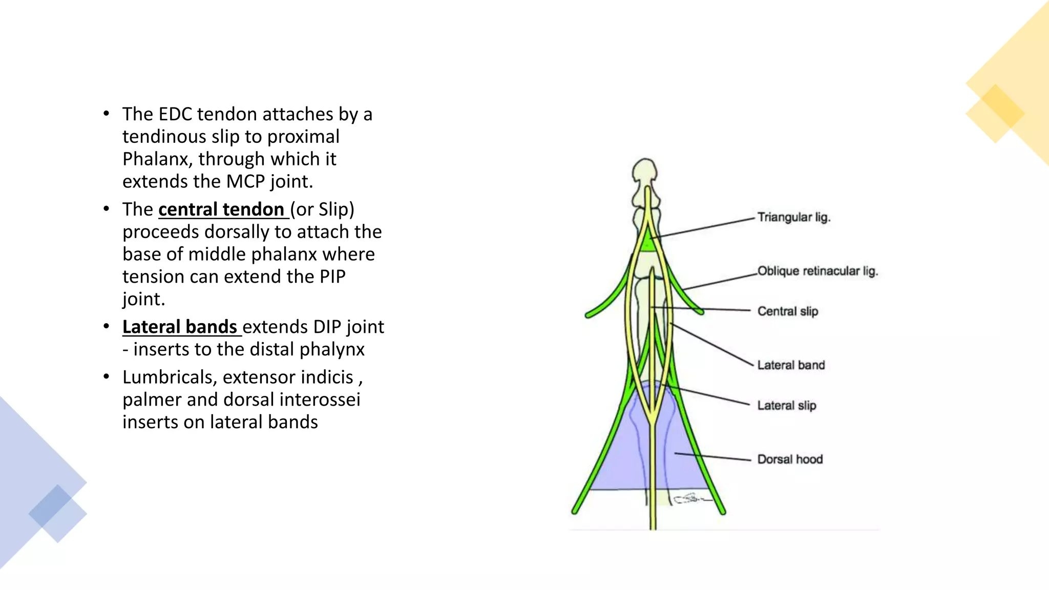 EXTENSOR EXPANSION PPT BY DR. SHUBHANSHU GAURAV.pptx