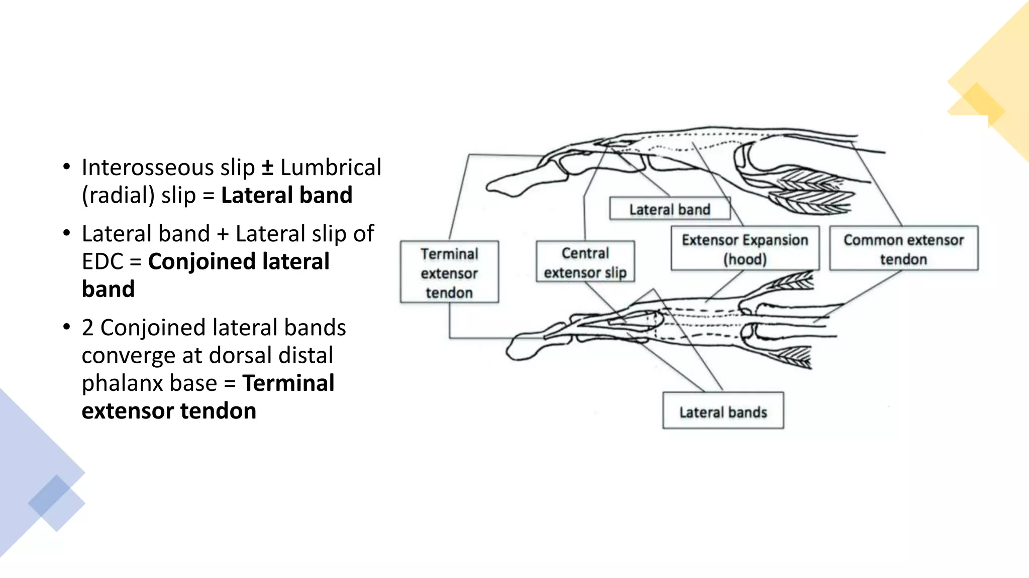 EXTENSOR EXPANSION PPT BY DR. SHUBHANSHU GAURAV.pptx