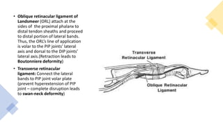 EXTENSOR EXPANSION PPT BY DR. SHUBHANSHU GAURAV.pptx