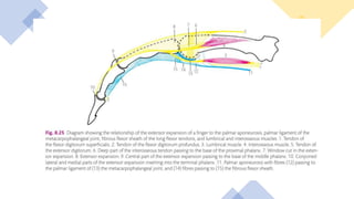 EXTENSOR EXPANSION PPT BY DR. SHUBHANSHU GAURAV.pptx