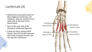 EXTENSOR EXPANSION PPT BY DR. SHUBHANSHU GAURAV.pptx
