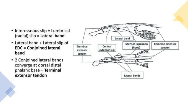 EXTENSOR EXPANSION PPT BY DR. SHUBHANSHU GAURAV.pptx | Death, Injury ...