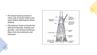 EXTENSOR EXPANSION PPT BY DR. SHUBHANSHU GAURAV.pptx