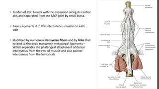 EXTENSOR EXPANSION PPT BY DR. SHUBHANSHU GAURAV.pptx