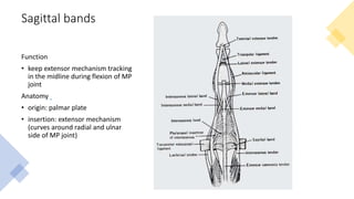EXTENSOR EXPANSION PPT BY DR. SHUBHANSHU GAURAV.pptx
