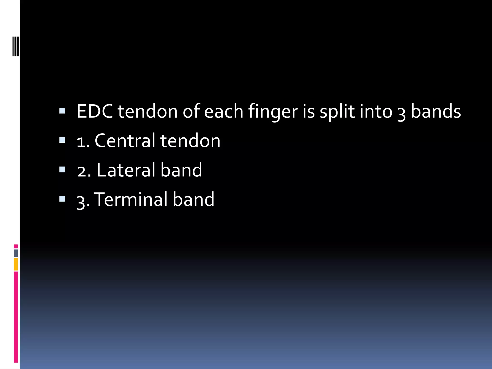 Extensor mechanism of finger | PPTX