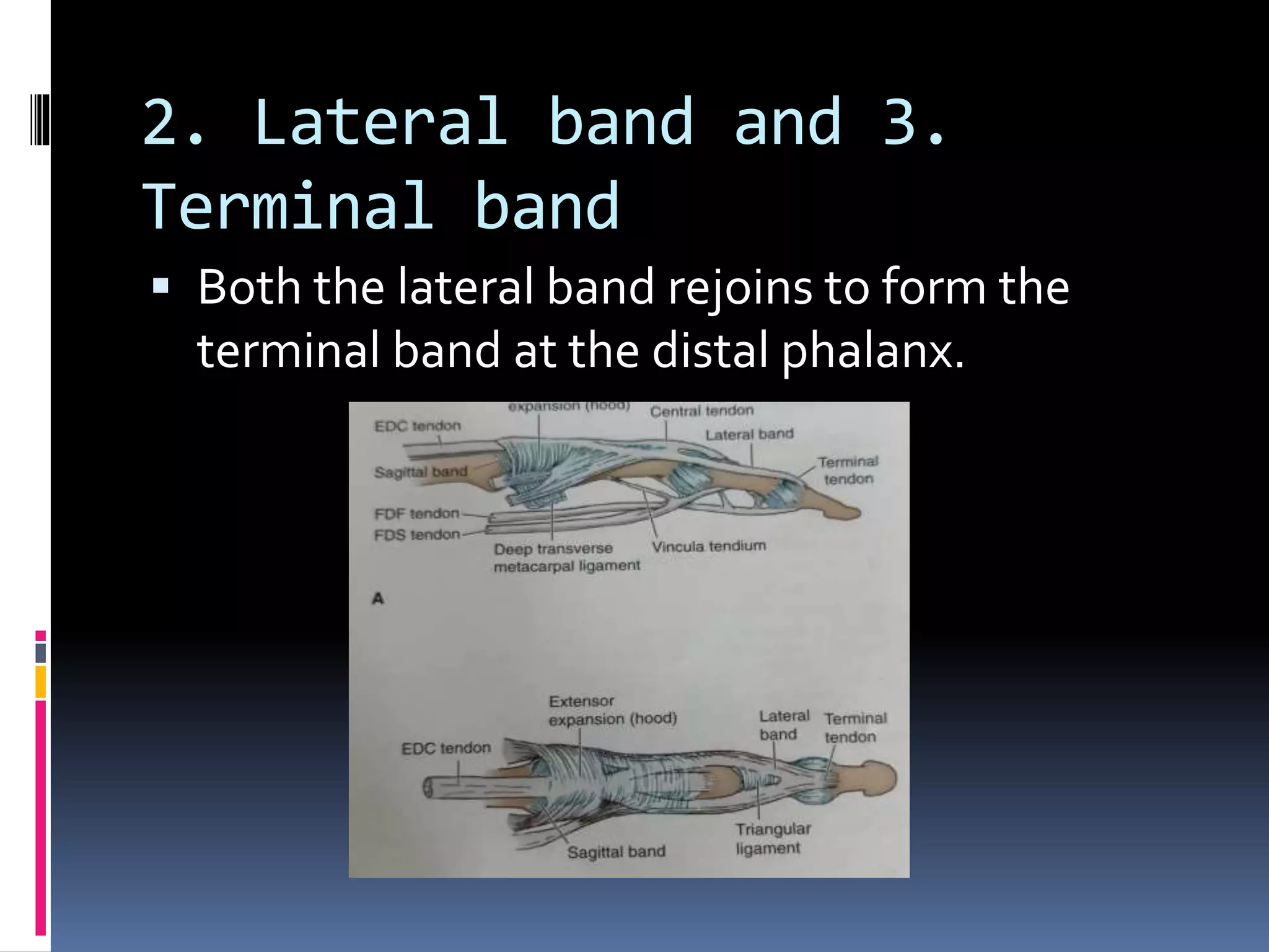 Extensor mechanism of finger | PPTX