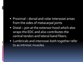 Extensor mechanism of finger | PPTX