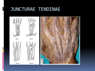 Extensor mechanism of finger | PPTX