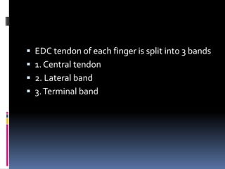 Extensor mechanism of finger | PPTX