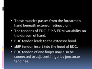 Extensor mechanism of finger | PPT