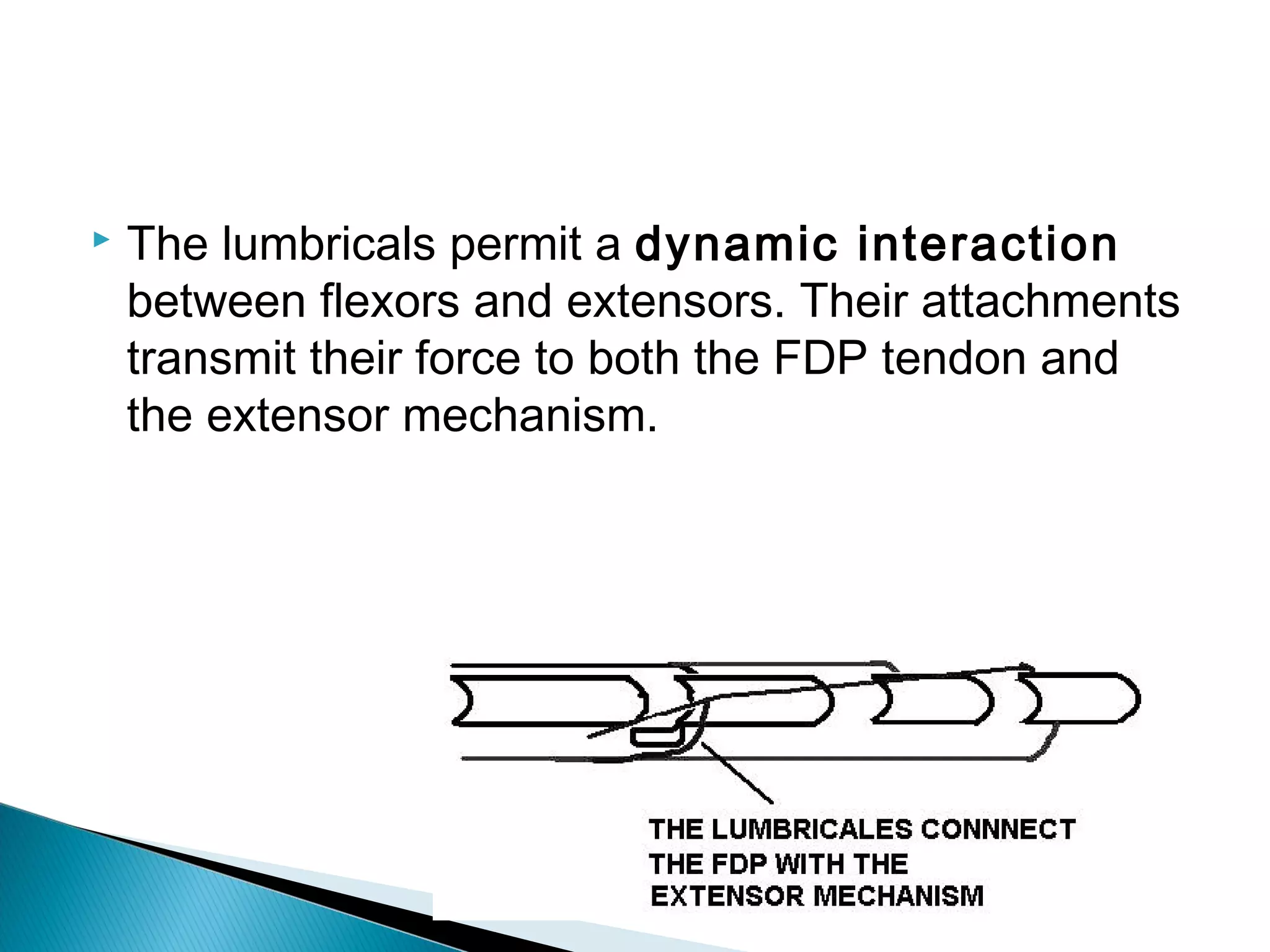 Extensor Mechanism.pdf