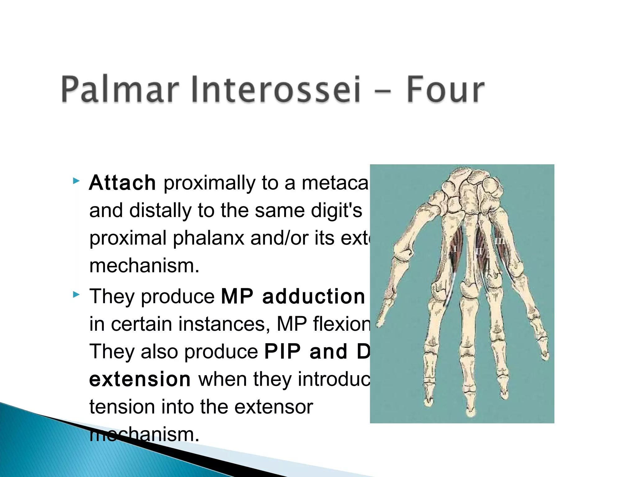 Extensor Mechanism.pdf