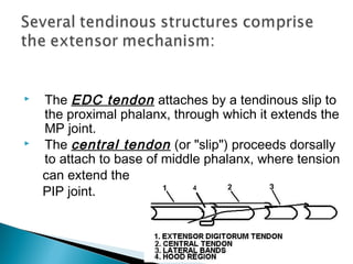 Extensor Mechanism.pdf