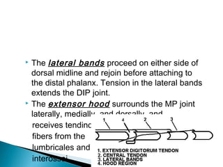 Extensor Mechanism.pdf