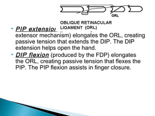 Extensor Mechanism.pdf