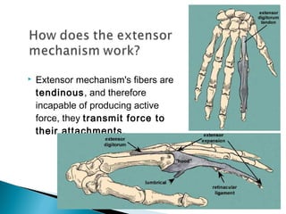 Extensor Mechanism.pdf
