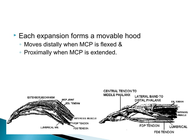 Extensor Mechanism.pdf