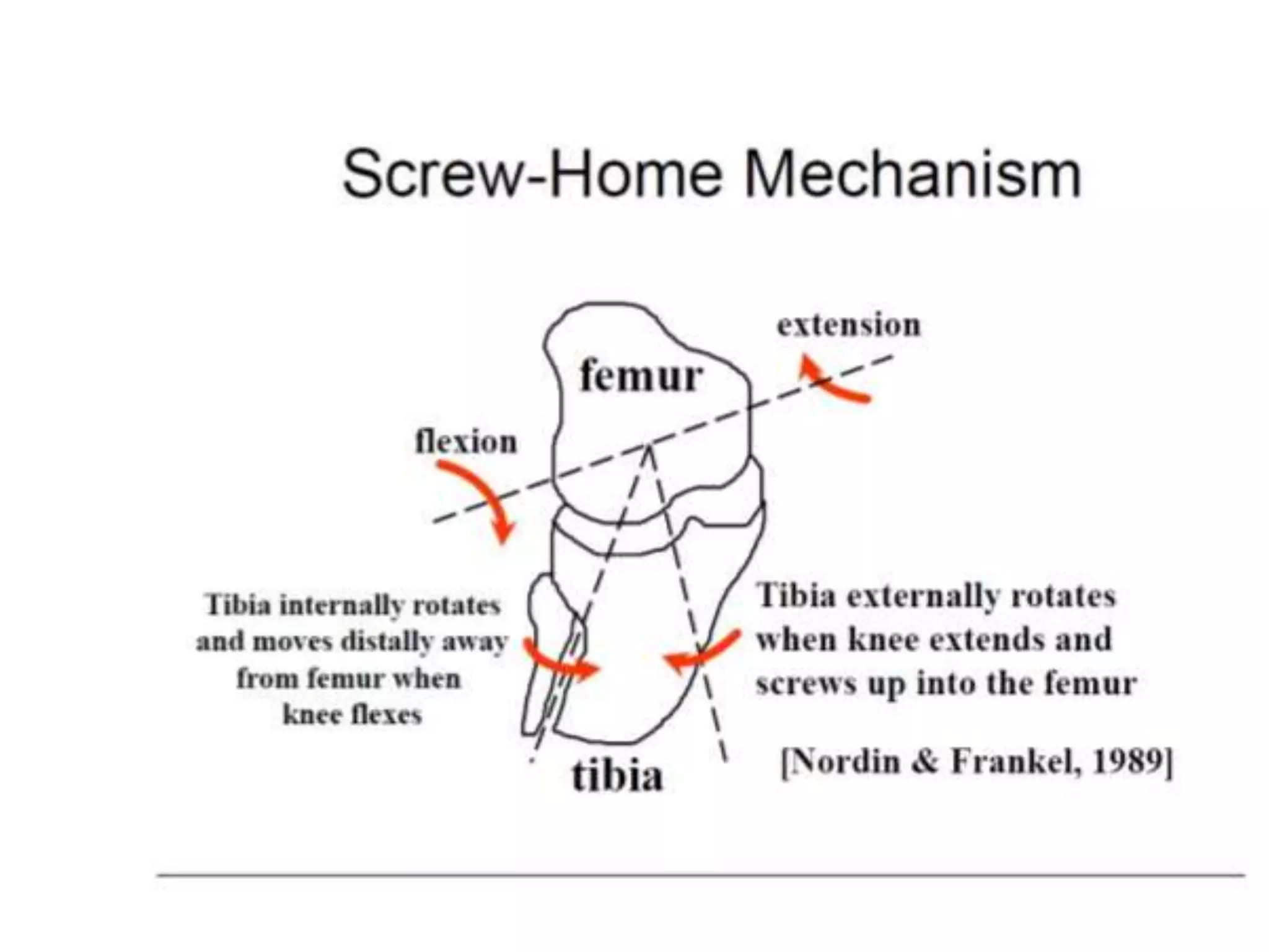 Extensor mechanism of knee | PPTX