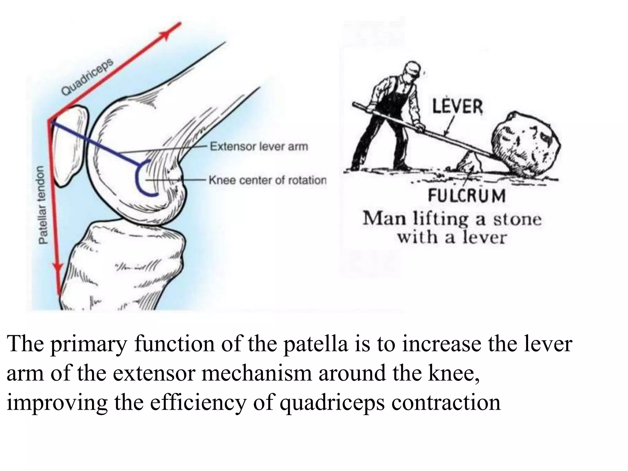 Extensor mechanism of knee | PPTX