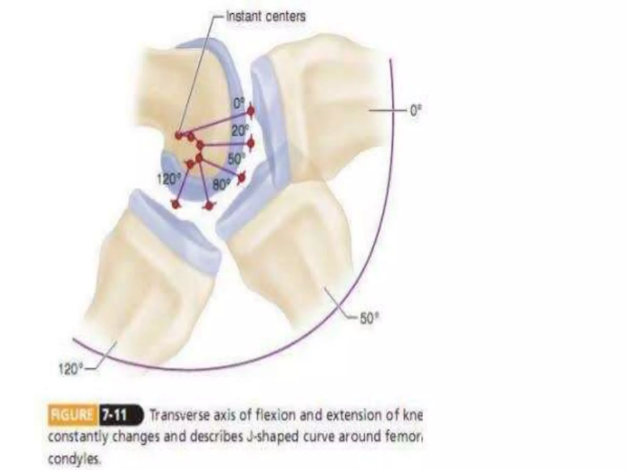 Extensor mechanism of knee | PPTX