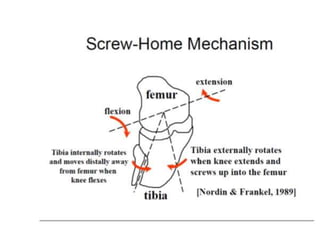 Extensor mechanism of knee | PPTX