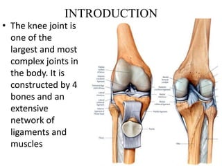 Extensor mechanism of knee | PPTX