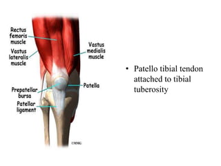 Extensor mechanism of knee | PPTX