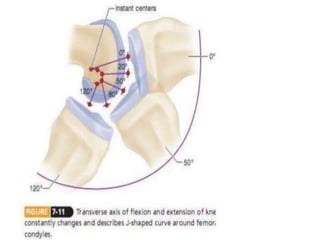 Extensor mechanism of knee | PPTX