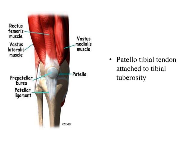 Extensor mechanism of knee