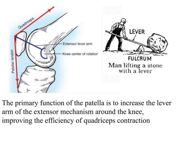 Extensor mechanism of knee