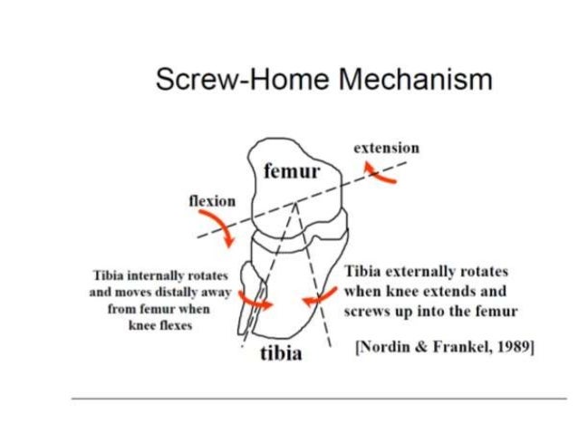 Extensor mechanism of knee