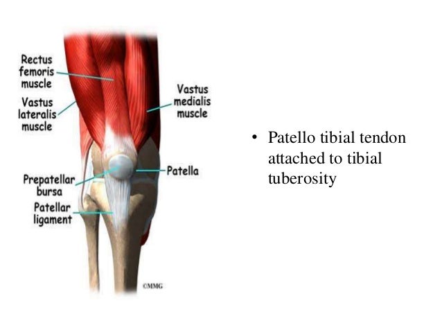 Extensor mechanism of knee
