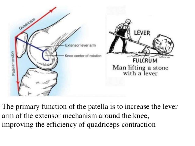 Extensor mechanism of knee