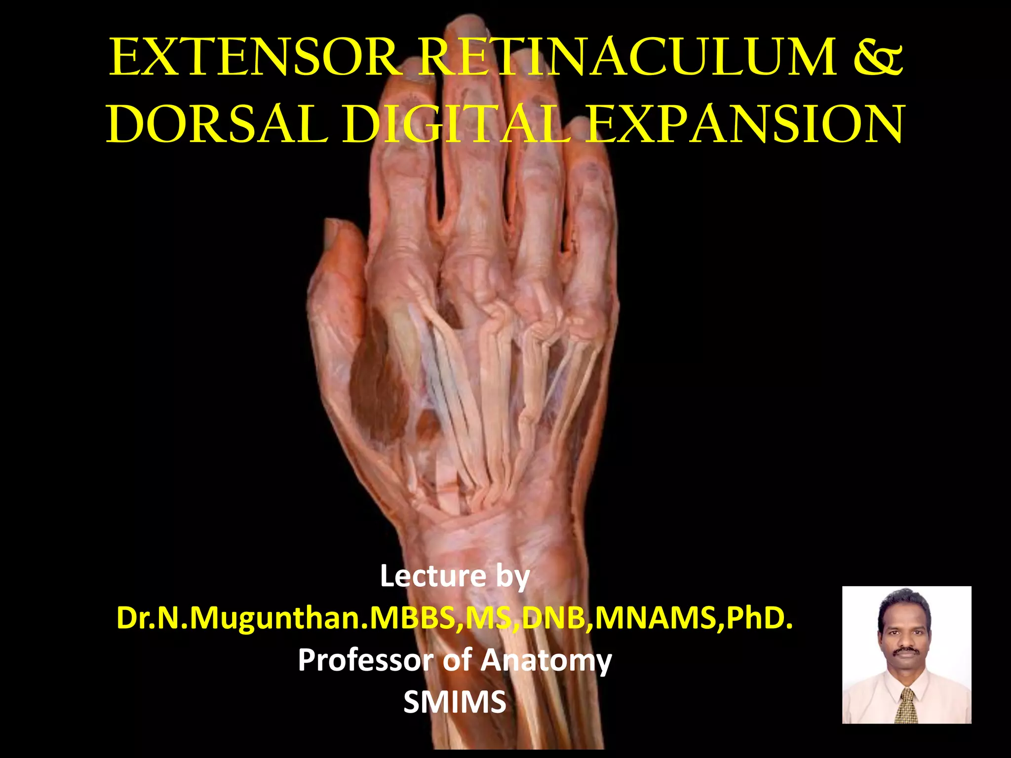 Extensor retinaculum & dorsal digital expansion Dr.N.Mugunthan | PDF