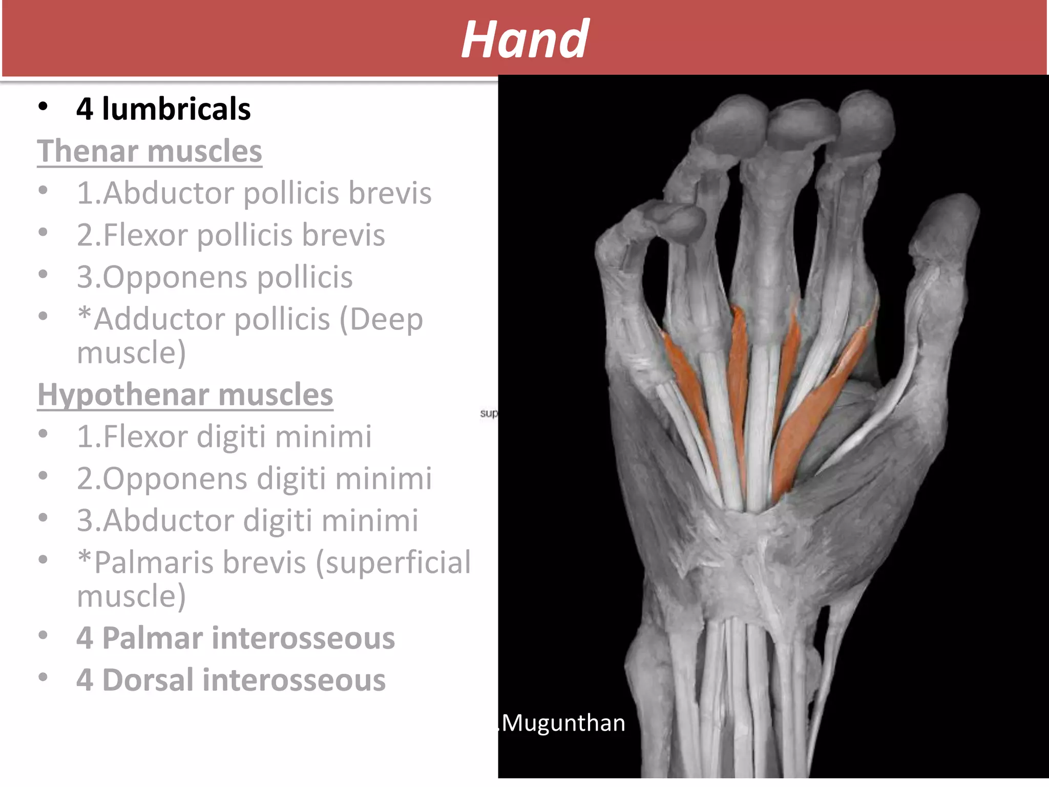 Extensor retinaculum & dorsal digital expansion Dr.N.Mugunthan | PDF