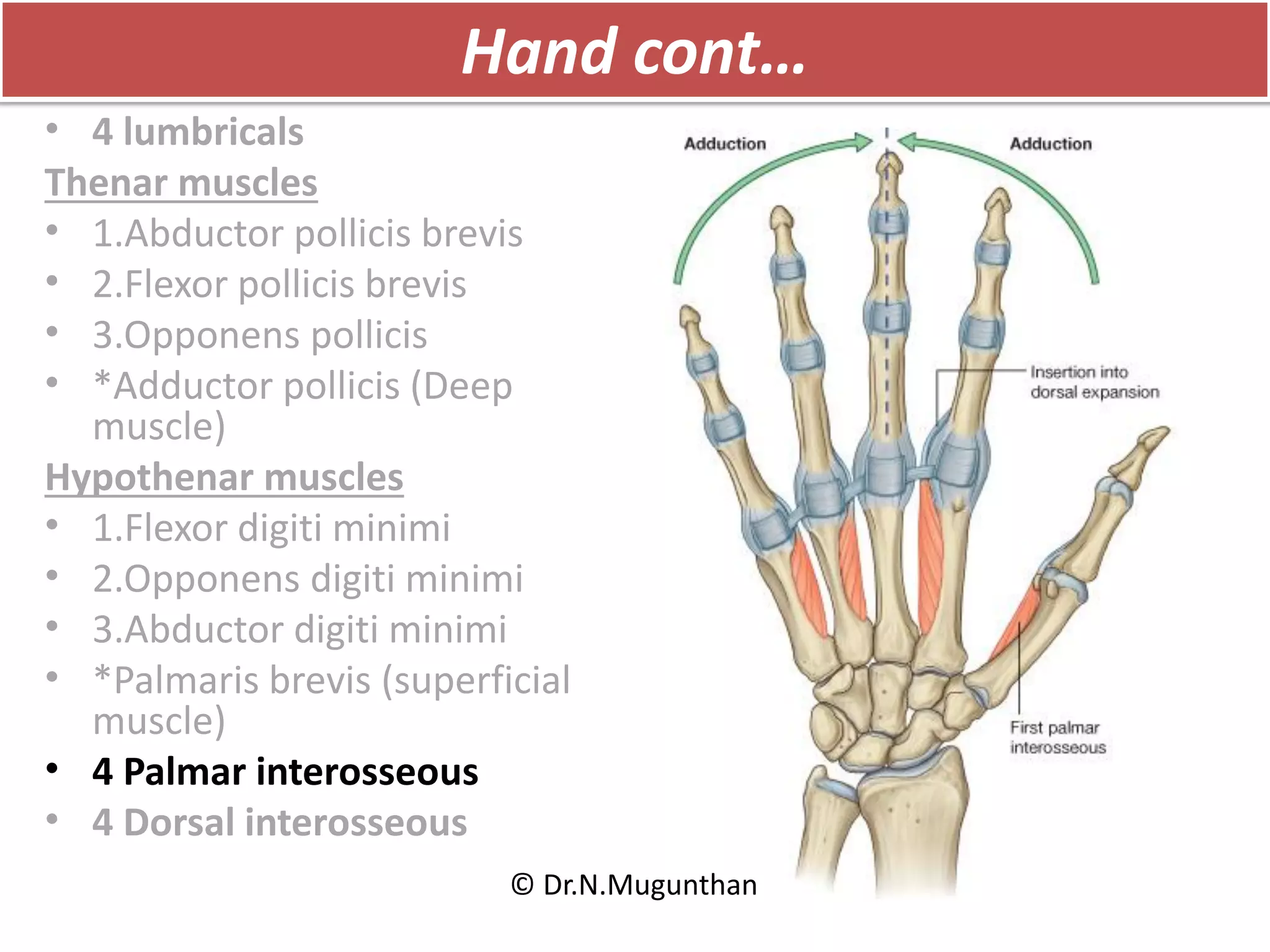 Extensor retinaculum & dorsal digital expansion Dr.N.Mugunthan | PDF
