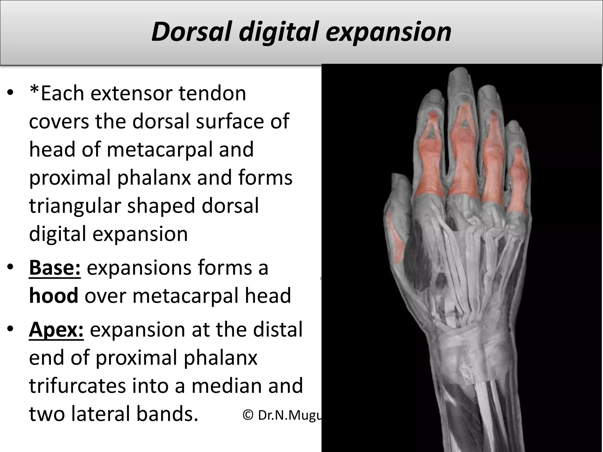 Extensor retinaculum & dorsal digital expansion Dr.N.Mugunthan | PDF