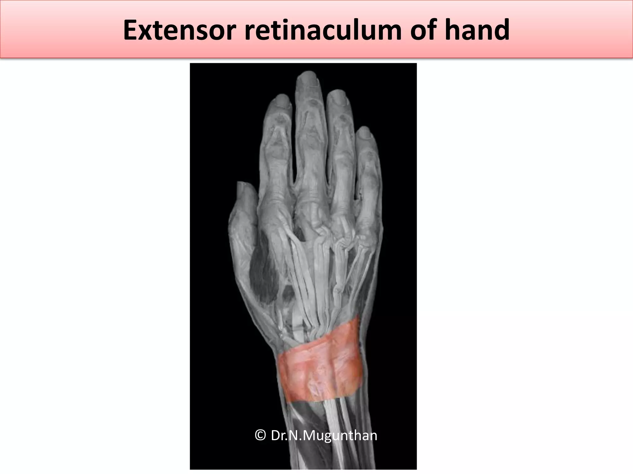 Extensor retinaculum & dorsal digital expansion Dr.N.Mugunthan | PDF
