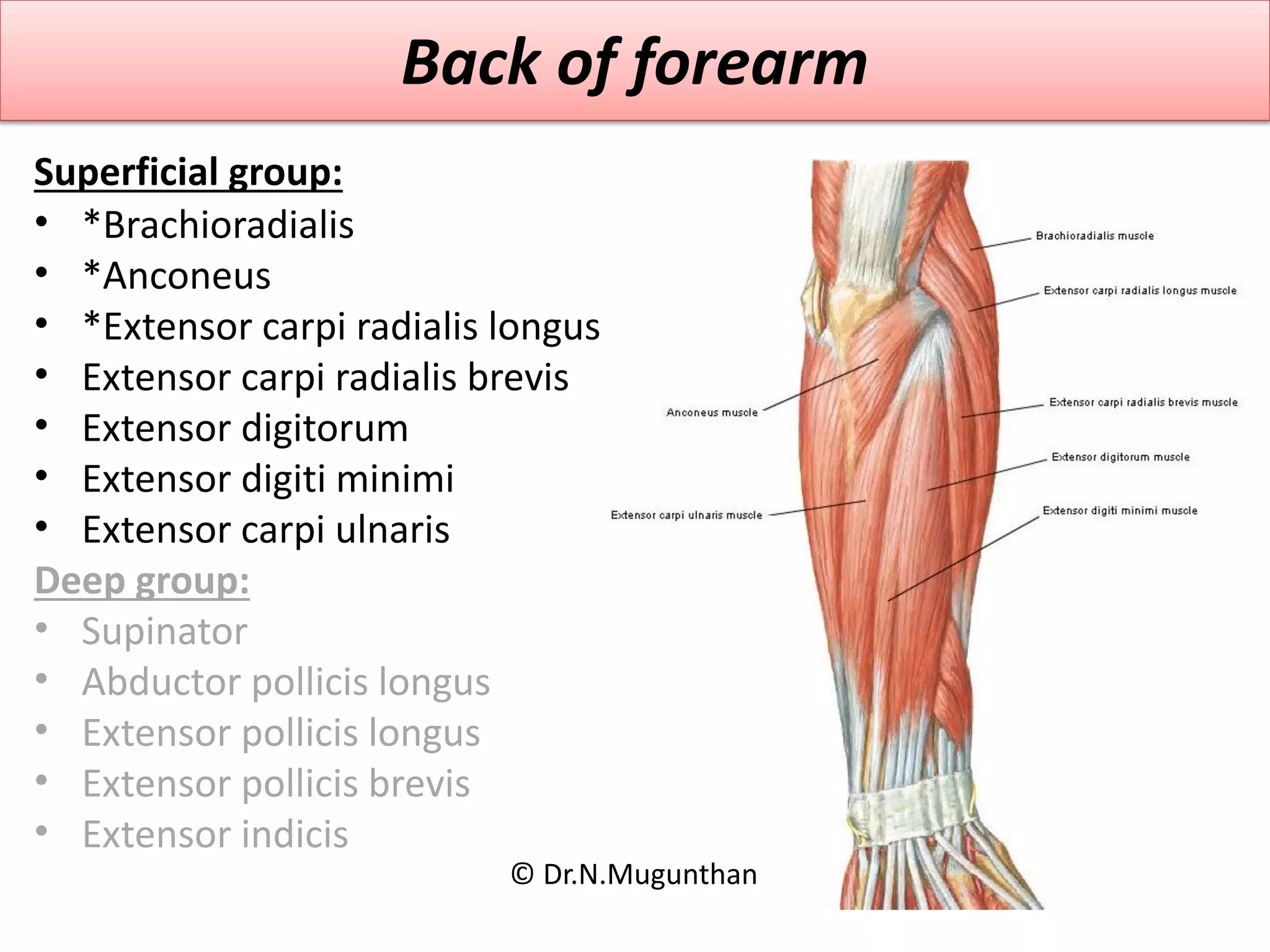 Extensor retinaculum & dorsal digital expansion Dr.N.Mugunthan | PDF