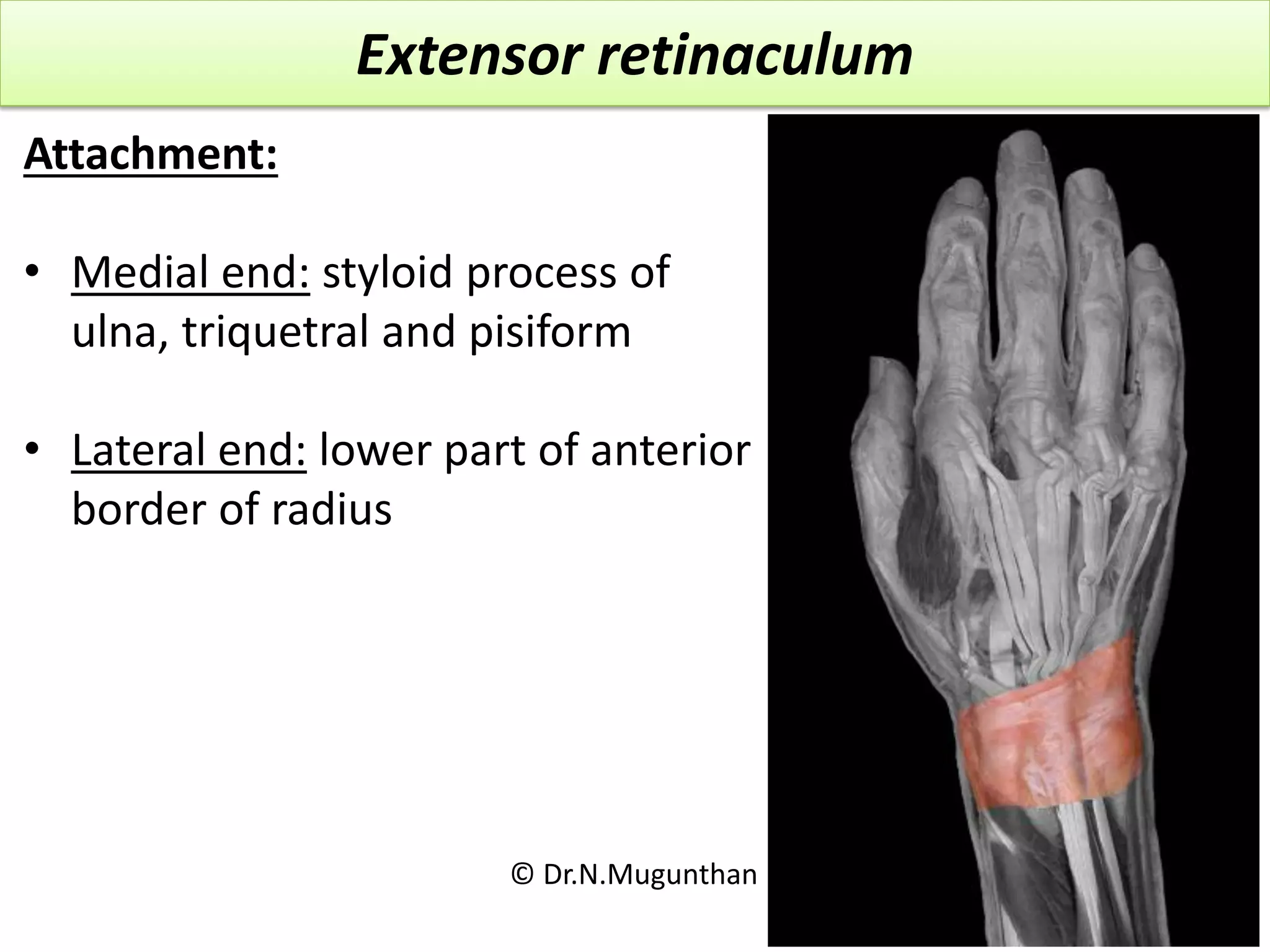 Extensor retinaculum & dorsal digital expansion Dr.N.Mugunthan | PDF