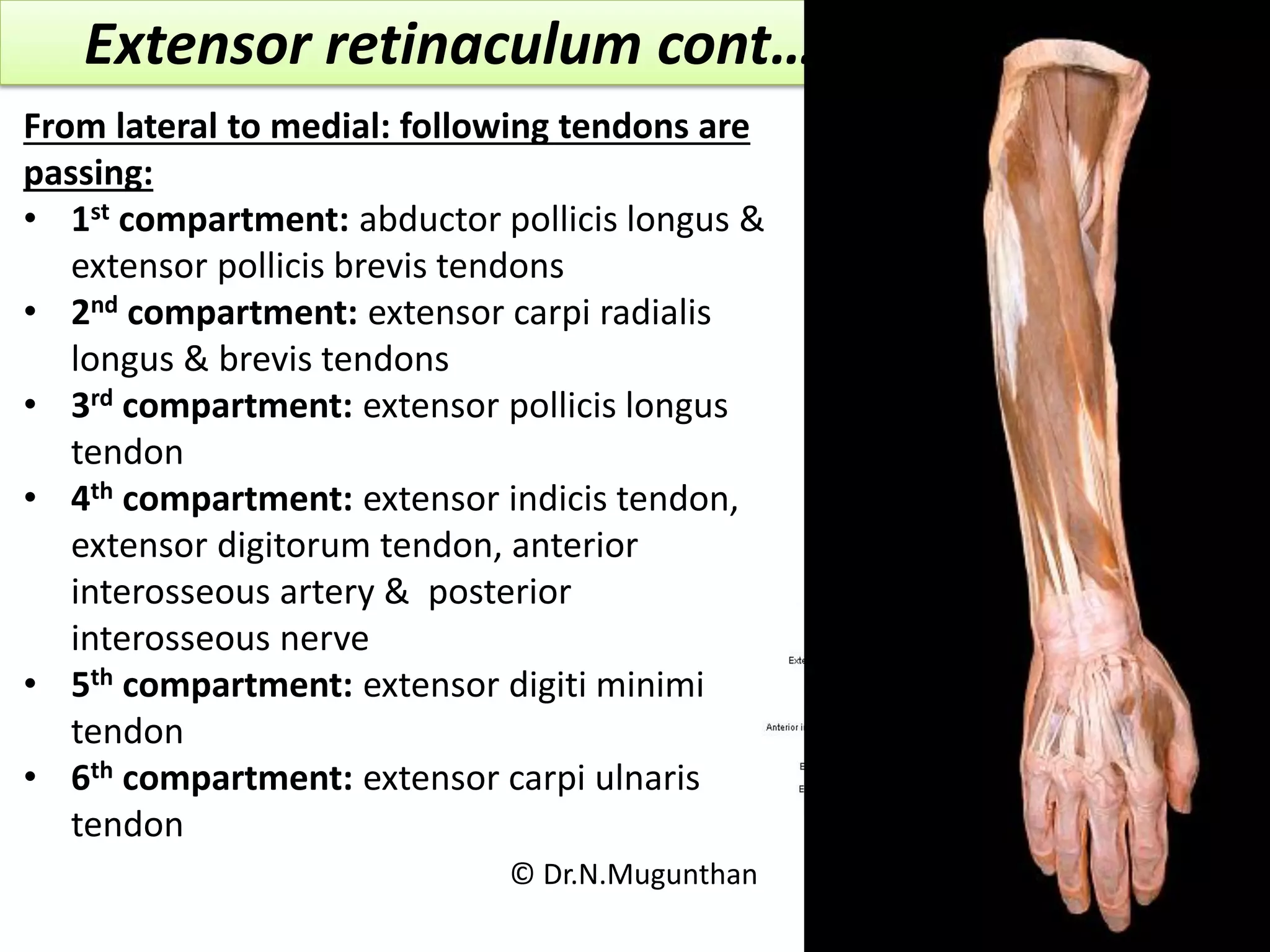 Extensor retinaculum & dorsal digital expansion Dr.N.Mugunthan | PDF