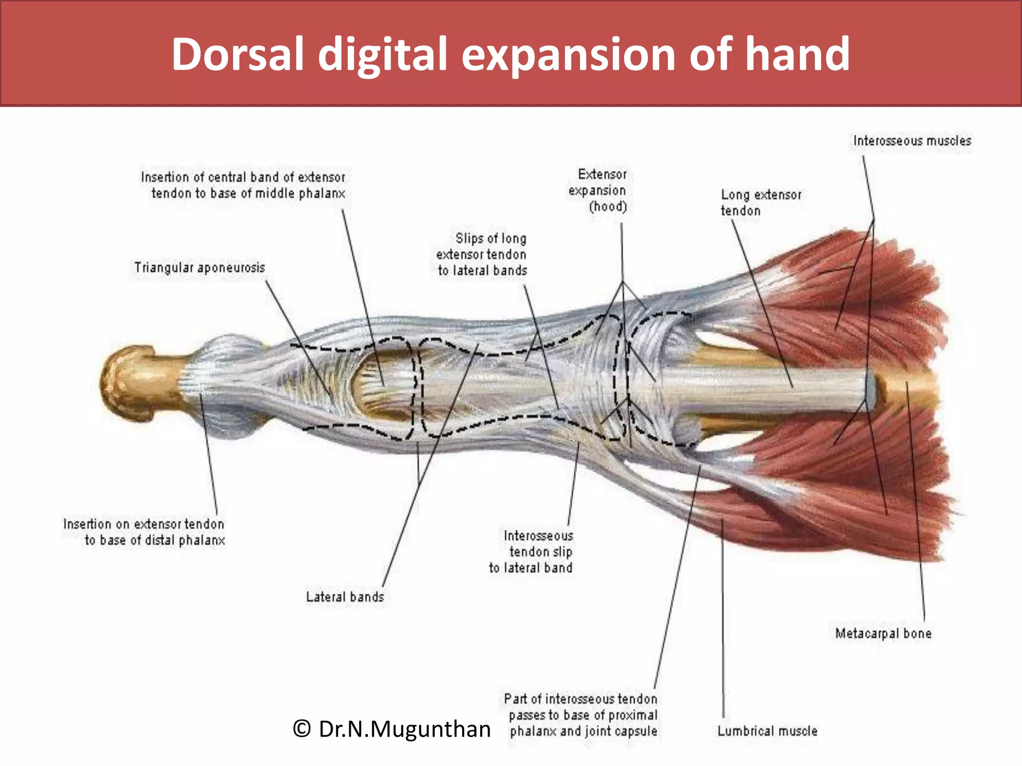 Extensor retinaculum & dorsal digital expansion Dr.N.Mugunthan | PDF