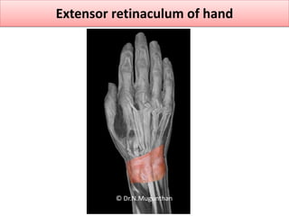 Extensor retinaculum & dorsal digital expansion Dr.N.Mugunthan | PDF