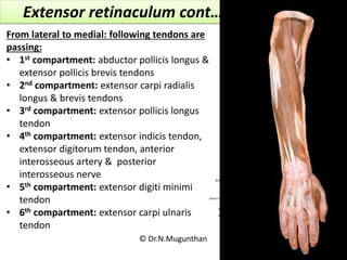 Extensor retinaculum & dorsal digital expansion Dr.N.Mugunthan | PDF