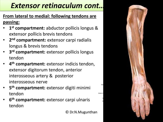 Extensor retinaculum & dorsal digital expansion Dr.N.Mugunthan | PDF ...